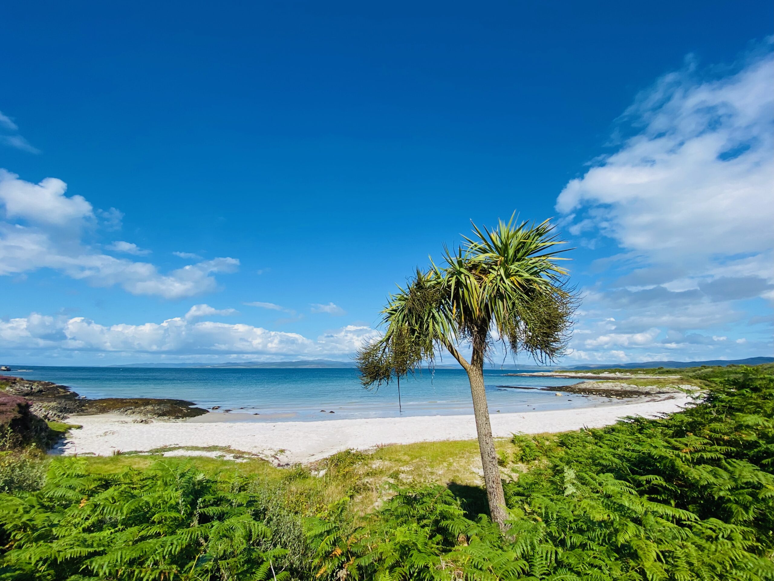 41. Palm Tree Beach - Scottish Beach Project