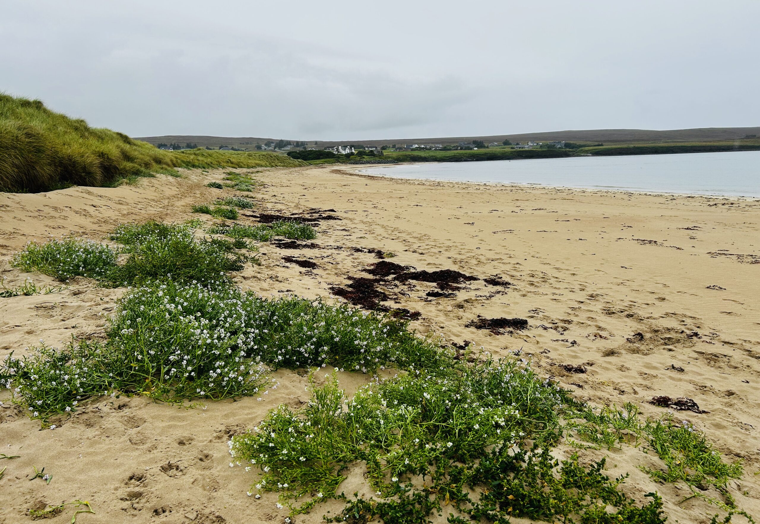 121. Gress Beach - Scottish Beach Project